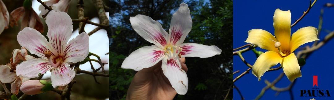 Conociendo al samu'u | Pausa