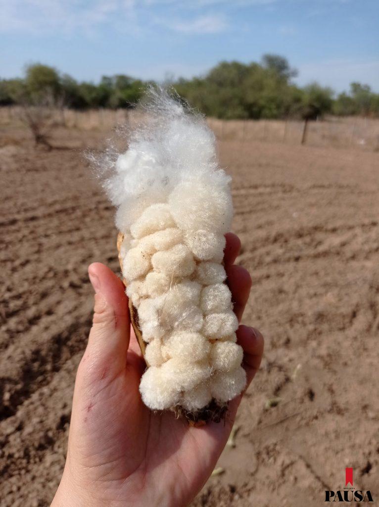 Conociendo al samu'u | Pausa