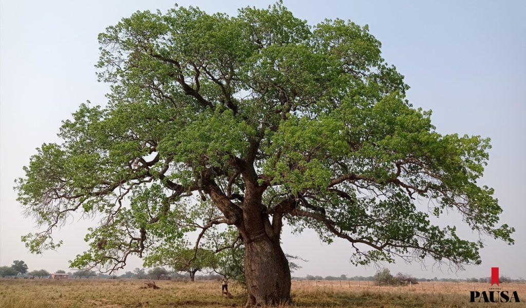Conociendo al samu'u | Pausa